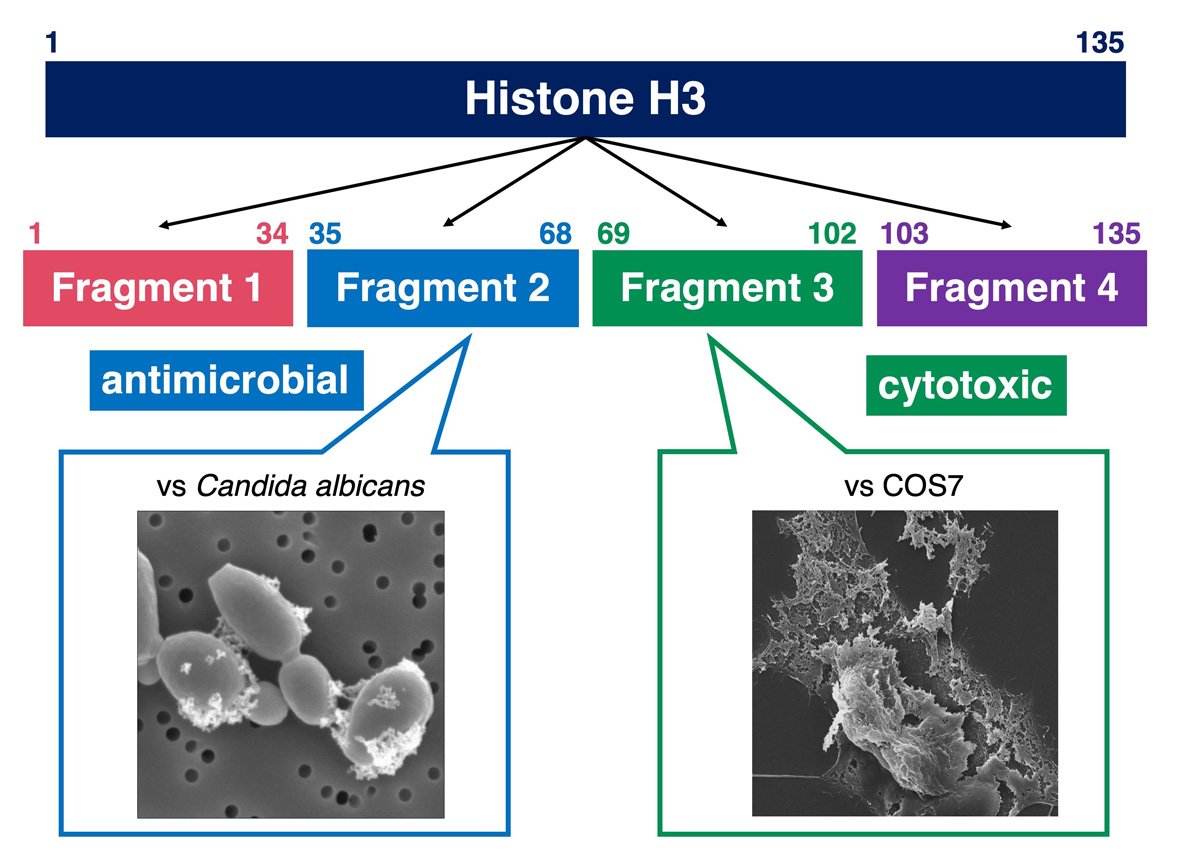 Antibiotics | Free Full-Text | Dual Roles of Extracellular Histone H3 ...