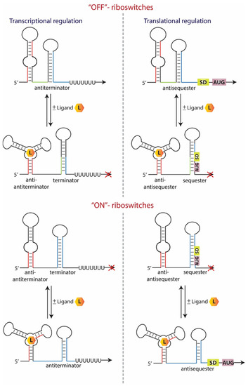 A Riboswitch-Driven Era of New Antibacterials