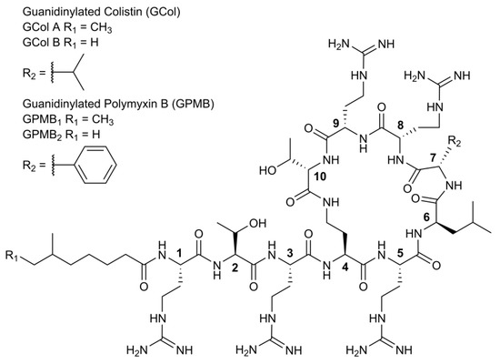 Guanidinylated Polymyxins as Outer Membrane Permeabilizers Capable of ...