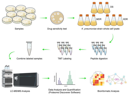 Molecular Characteristics and Quantitative Proteomic Analysis of ...