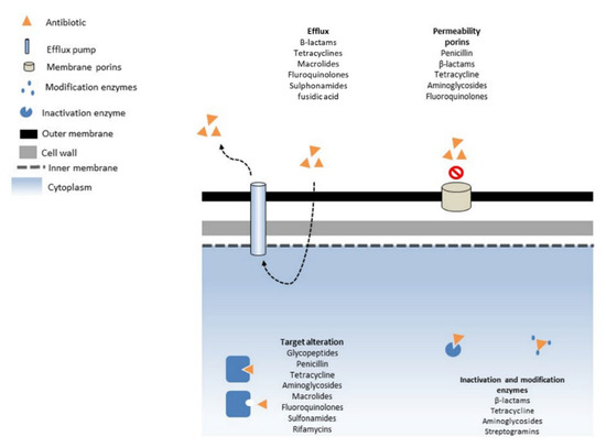 Antimicrobial Resistance and Its Drivers—A Review