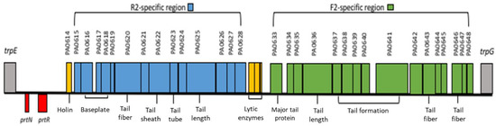 The In Vivo and In Vitro Assessment of Pyocins in Treating Pseudomonas ...