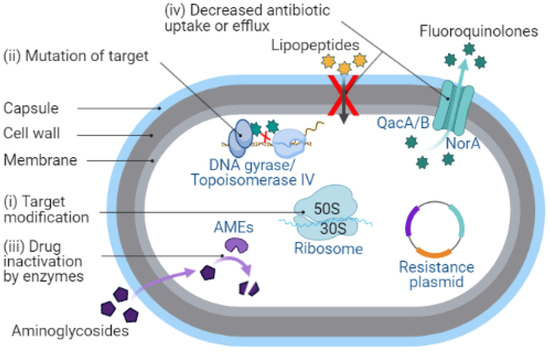 Antibiotics | Free Full-Text | Molecular Basis of Non-β-Lactam Antibiotics Resistance in ...