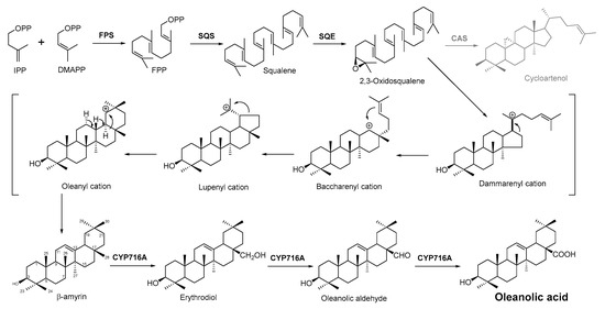 Biosynthesis Investigations of Terpenoid, Alkaloid, and Flavonoid ...