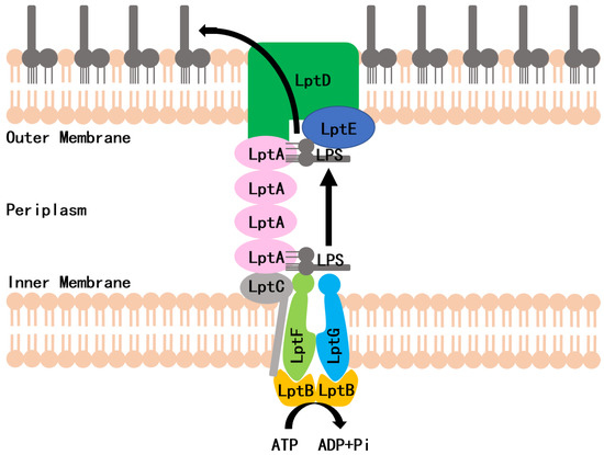 Identification of a Small Molecule That Inhibits the Interaction of LPS ...