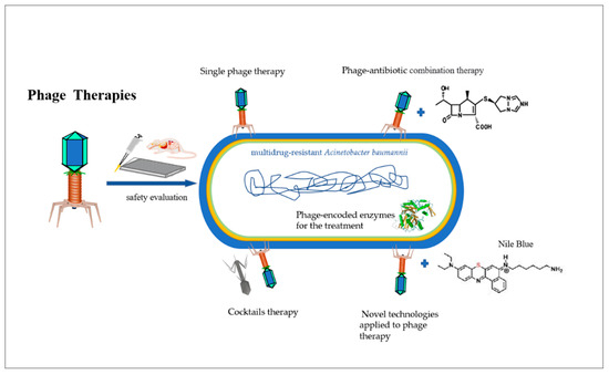 Recent Progress in Phage Therapy to Modulate Multidrug-Resistant Acinetobacter baumannii ...