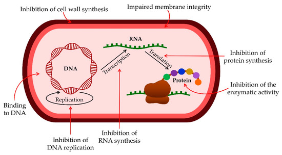 Antimicrobial Peptides—Mechanisms of Action, Antimicrobial Effects and ...