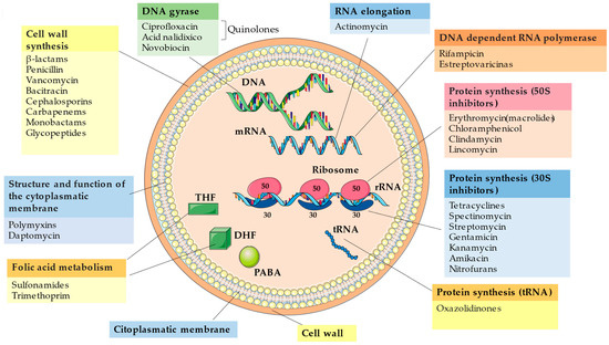 Antibiotics | Free Full-Text | Endophytic Fungi as a Source of Antibacterial Compounds—A Focus ...