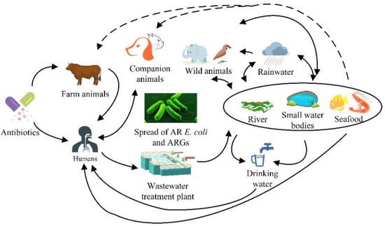 Mini-Review: Antibiotic-Resistant Escherichia coli from Farm Animal ...