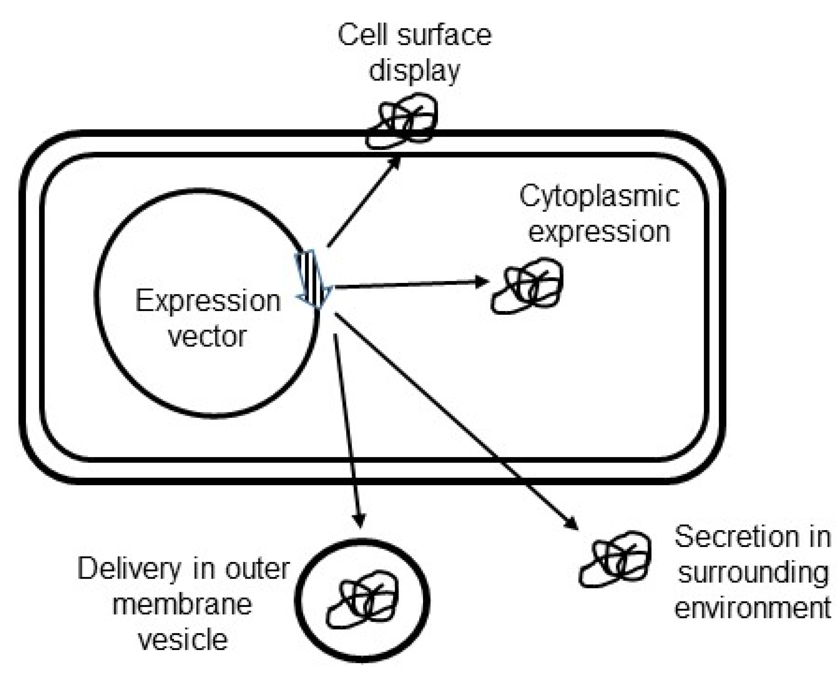 Recombinant Helicobacter pylori Vaccine Delivery Vehicle: A Promising ...
