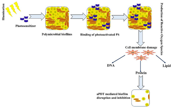 Antibiotics | Free Full-Text | Polymicrobial Infections and Biofilms ...