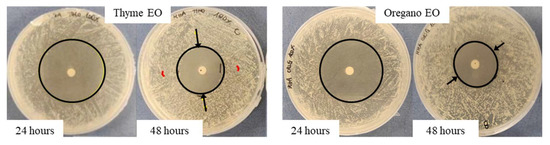 Agar Plate Methods for Assessing the Antibacterial Activity of Thyme ...