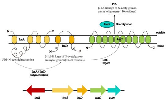 A Review of Biofilm Formation of Staphylococcus aureus and Its ...