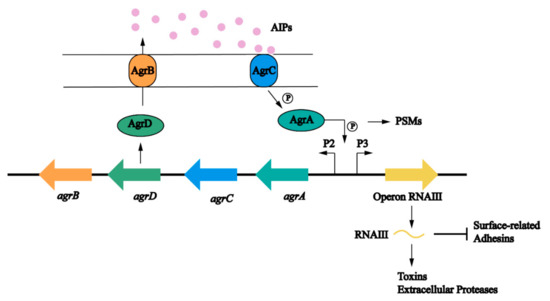 A Review of Biofilm Formation of Staphylococcus aureus and Its ...