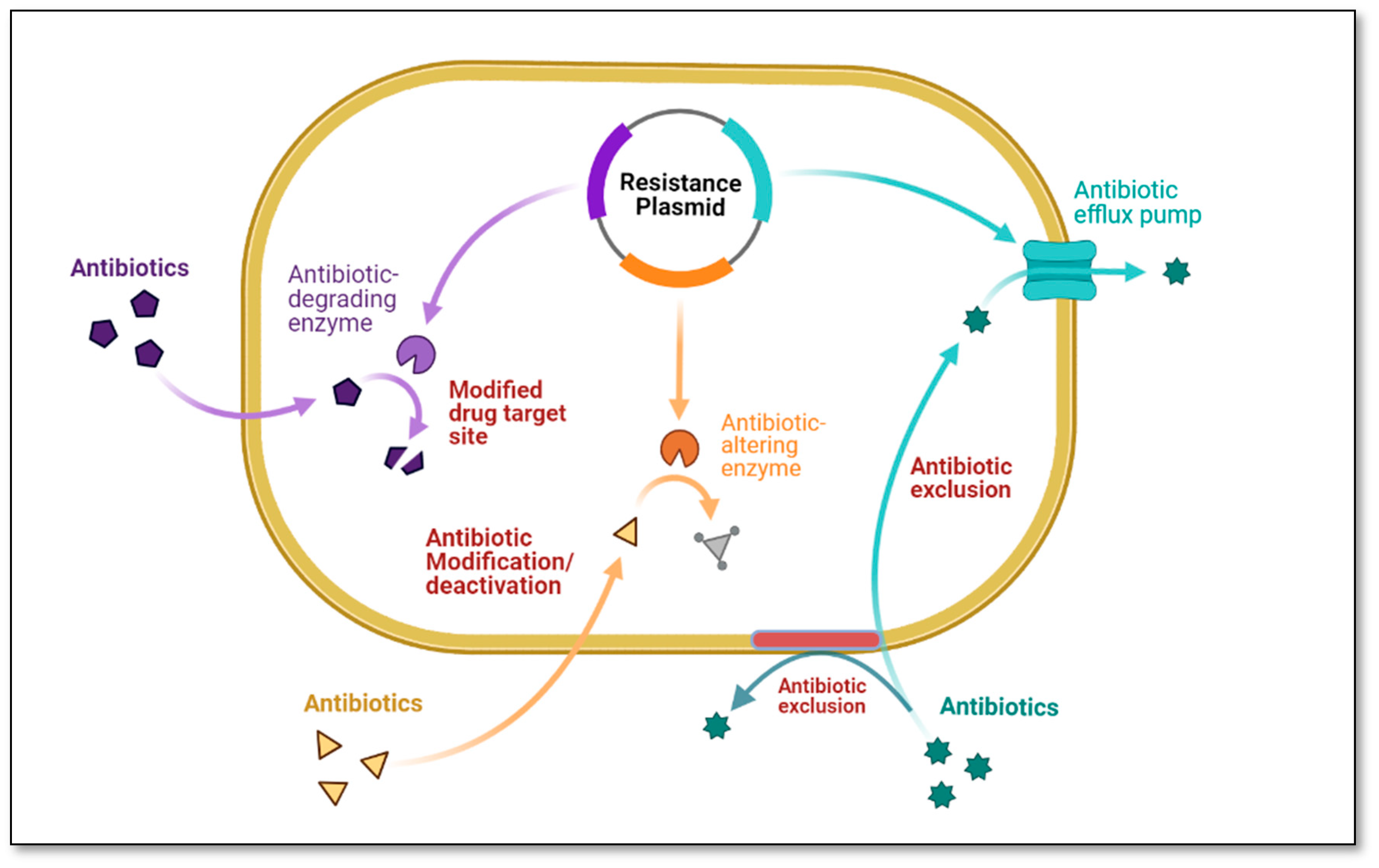 Antibiotic resistance – Telegraph Antibiotic resistance – Telegraph