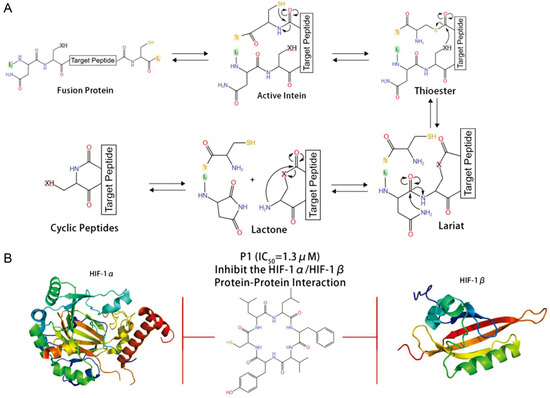 Natural and Man-Made Cyclic Peptide-Based Antibiotics