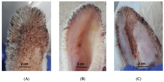 Scabicidal Potential of Coconut Seed Extract in Rabbits via ...