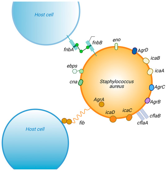 Antimicrobial Treatment of Staphylococcus aureus Biofilms