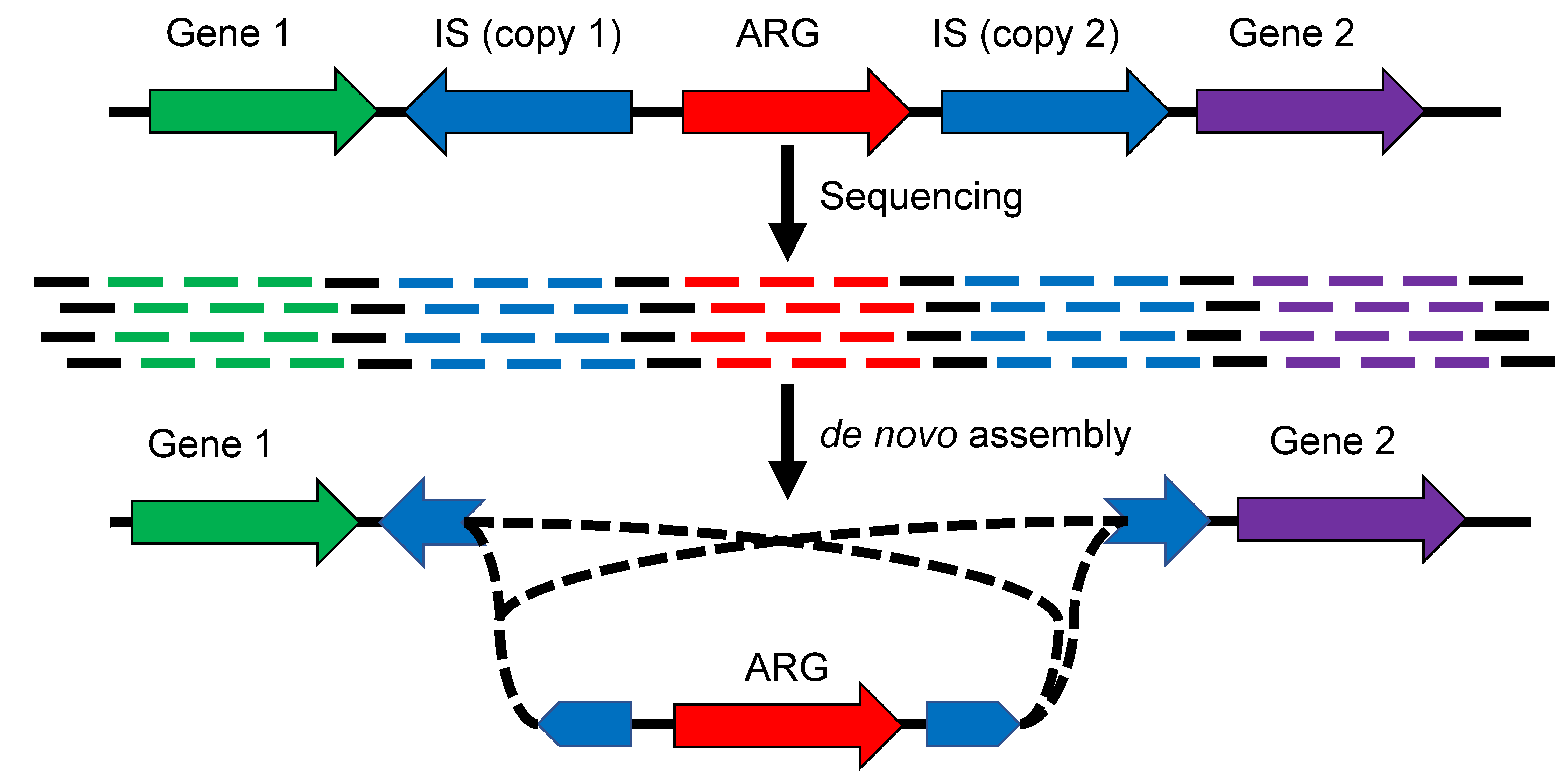 Studying the Association between Antibiotic Resistance Genes and Insertion Sequences in ...