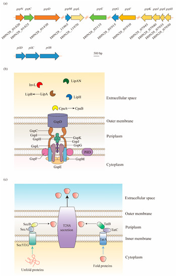 Uncovering the Secretion Systems of Acinetobacter baumannii: Structures and Functions in ...