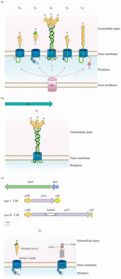 Uncovering the Secretion Systems of Acinetobacter baumannii: Structures and Functions in ...