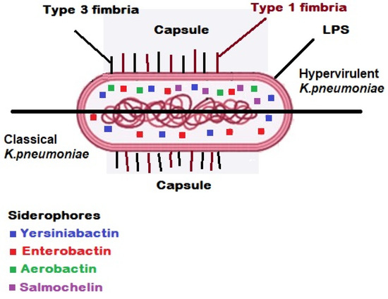 Bacterial Capsule Klebsiella Pneumoniae