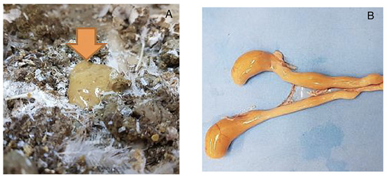 Antimicrobial Resistance and Pathogenicity of Aliarcobacter butzleri ...