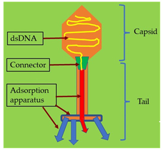 Phage Therapy as an Alternative Treatment Modality for Resistant Staphylococcus aureus Infections