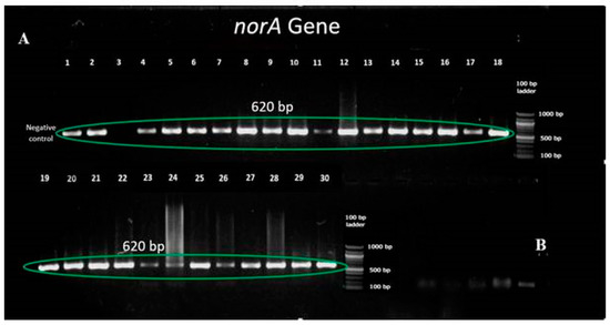 Association of Antibacterial Susceptibility Profile with the Prevalence ...