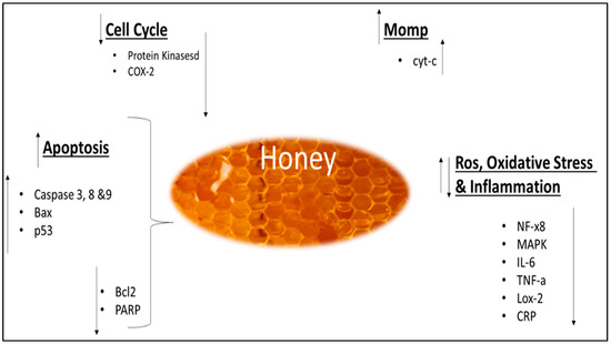 Physicochemical Characteristics and Bioactive Compounds of Different ...