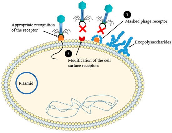 The Battle between Bacteria and Bacteriophages: A Conundrum to Their Immune System