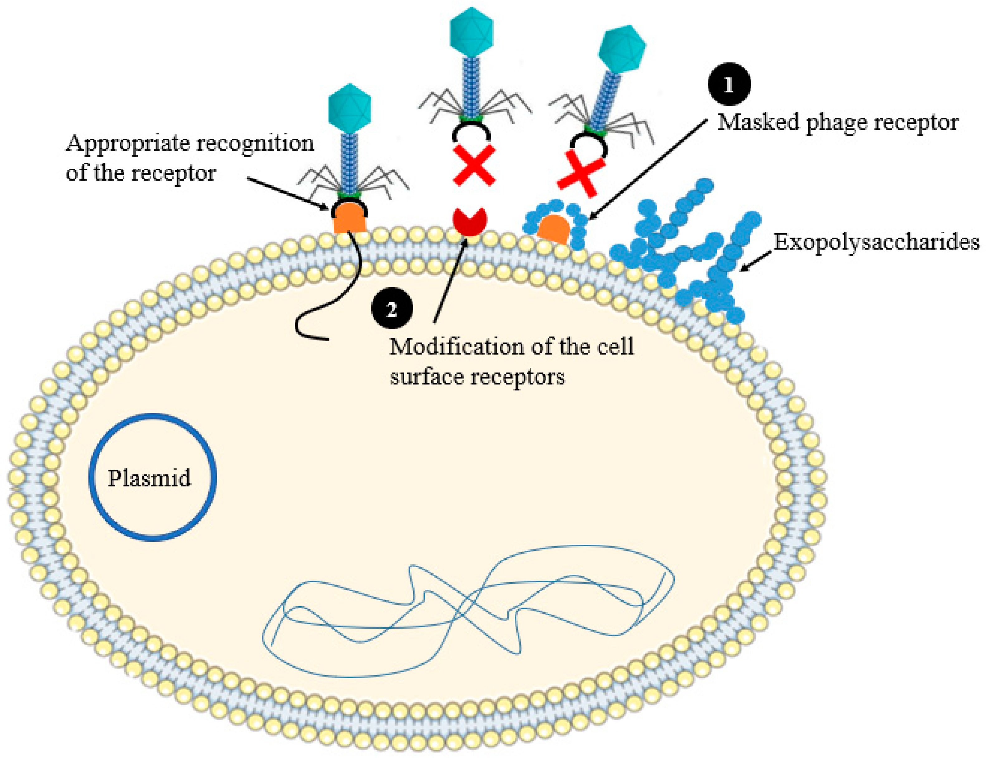 Antibiotics | Free Full-Text | The Battle between Bacteria and ... Antibiotics | Free Full-Text | The Battle between Bacteria and ...