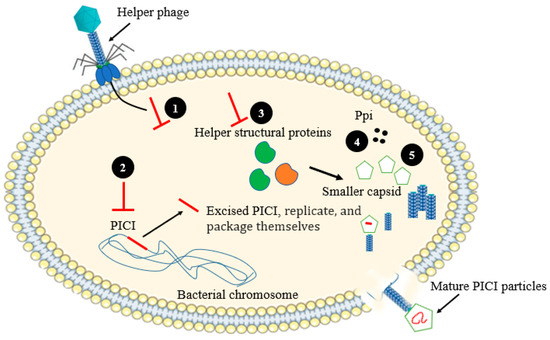 The Battle between Bacteria and Bacteriophages: A Conundrum to Their ...