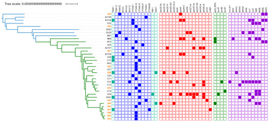 Genotypic Characteristics and Antimicrobial Resistance of Escherichia ...