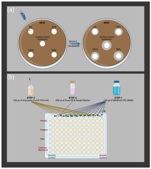 The Assessment of Antimicrobial and Anti-Biofilm Activity of Essential ...