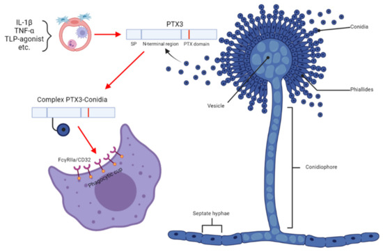 Current and Future Pathways in Aspergillus Diagnosis