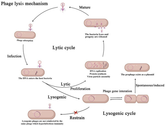Bacteriophage Therapy as an Application for Bacterial Infection in China