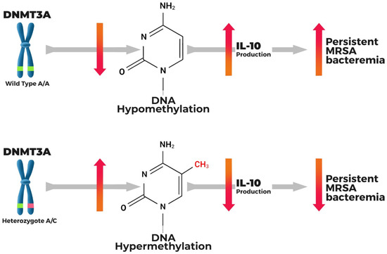 Persistent Methicillin-Resistant Staphylococcus aureus Bacteremia: Host ...