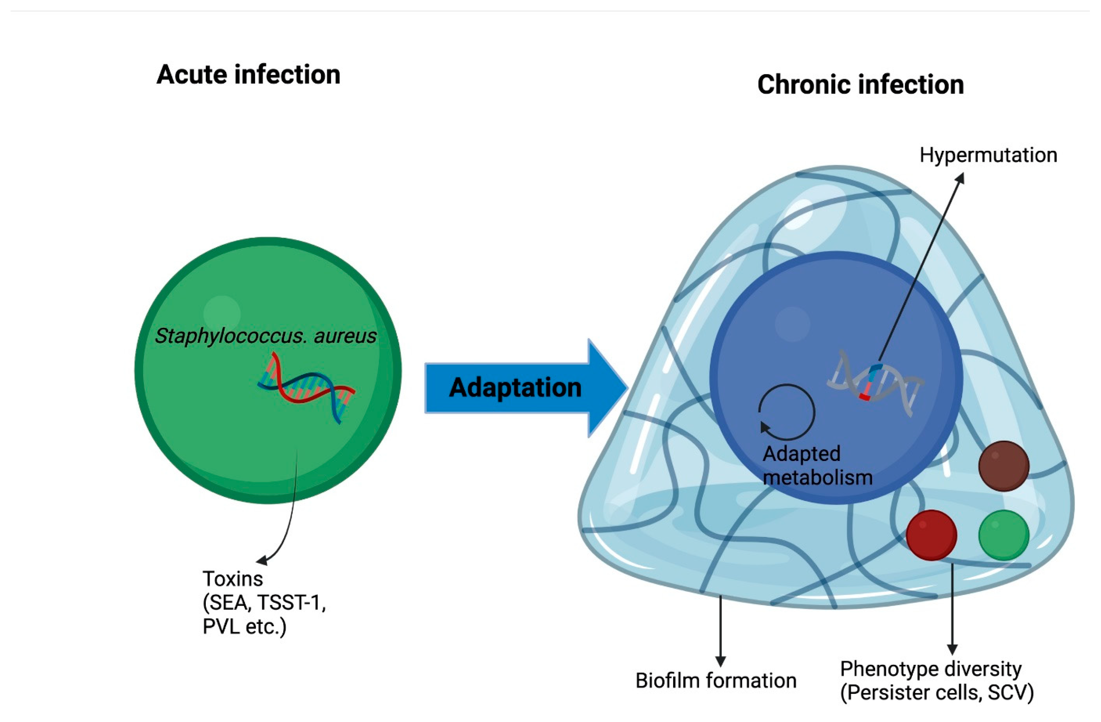 Current and Emerging Inhaled Antibiotics for Chronic Pulmonary ...