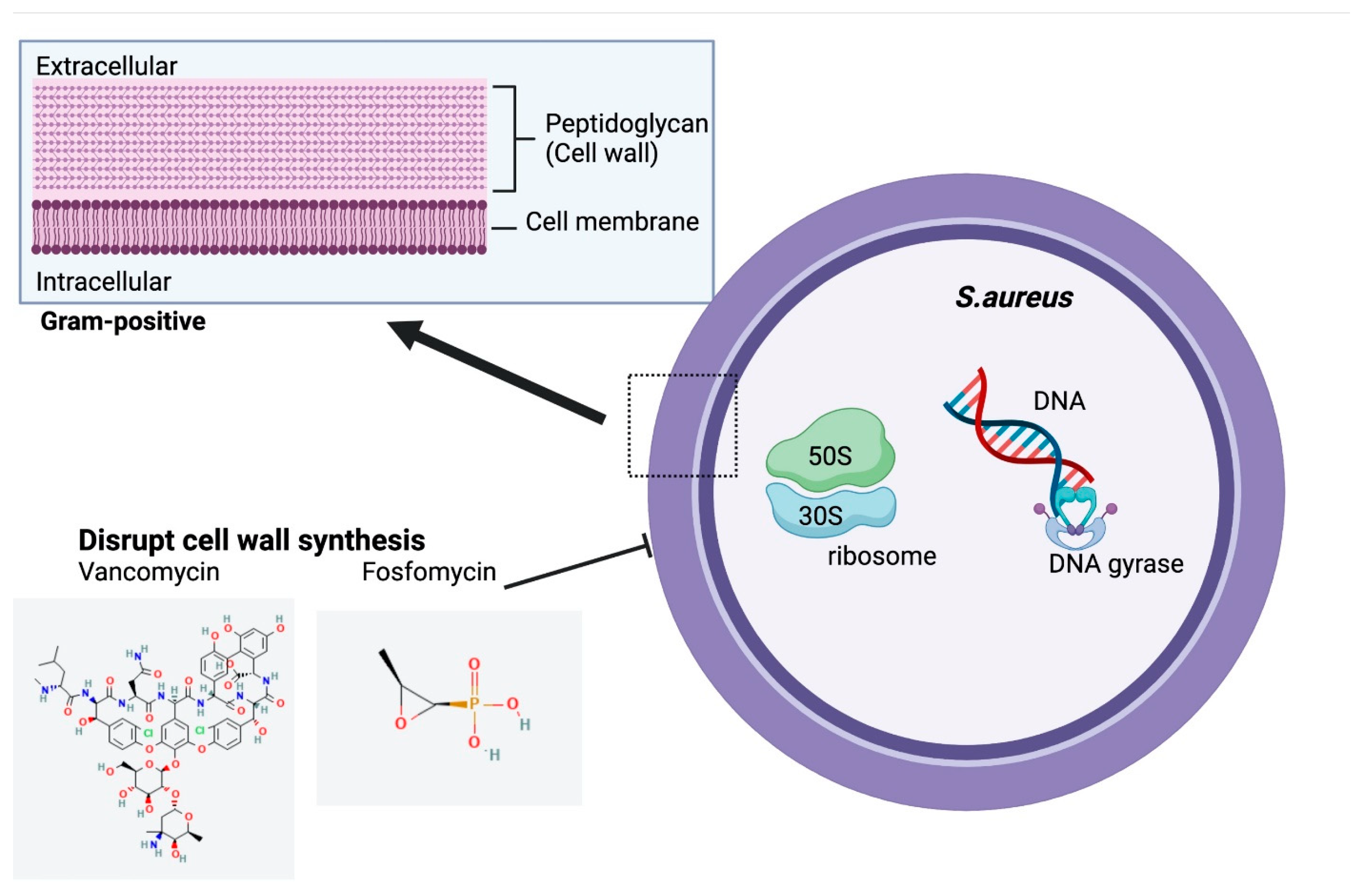 Current and Emerging Inhaled Antibiotics for Chronic Pulmonary ...