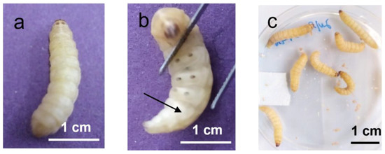 The Virtuous Galleria mellonella Model for Scientific Experimentation