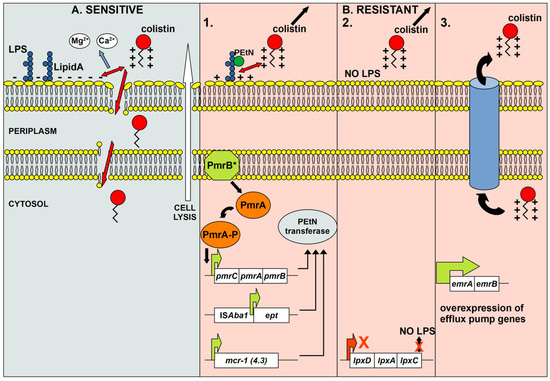 Colistin Resistance in Acinetobacter baumannii: Molecular Mechanisms ...
