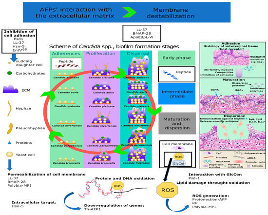 Bioinformatics Approaches Applied to the Discovery of Antifungal Peptides