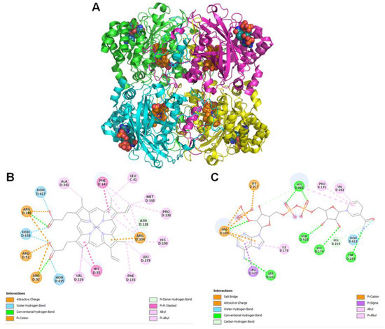 Antibacterial and Antibiofilm Activities of β-Lapachone by Modulating the Catalase Enzyme