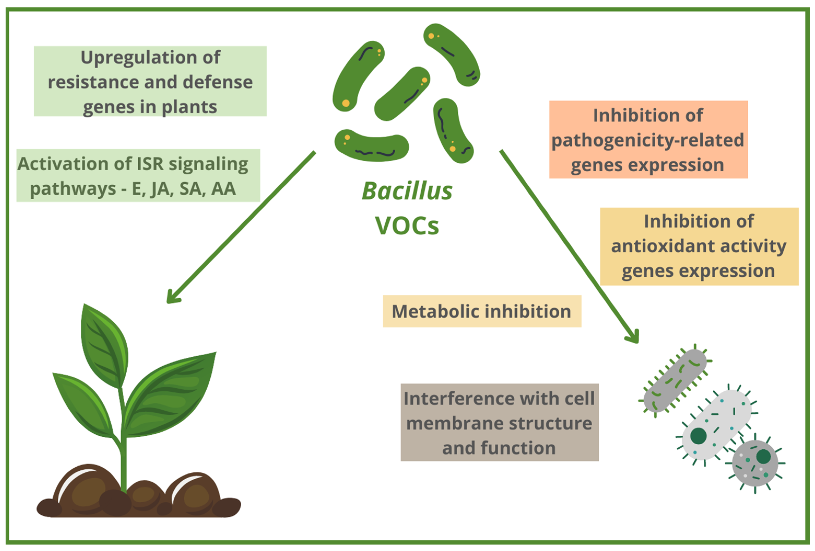 Bacillus VOCs in the Context of Biological Control