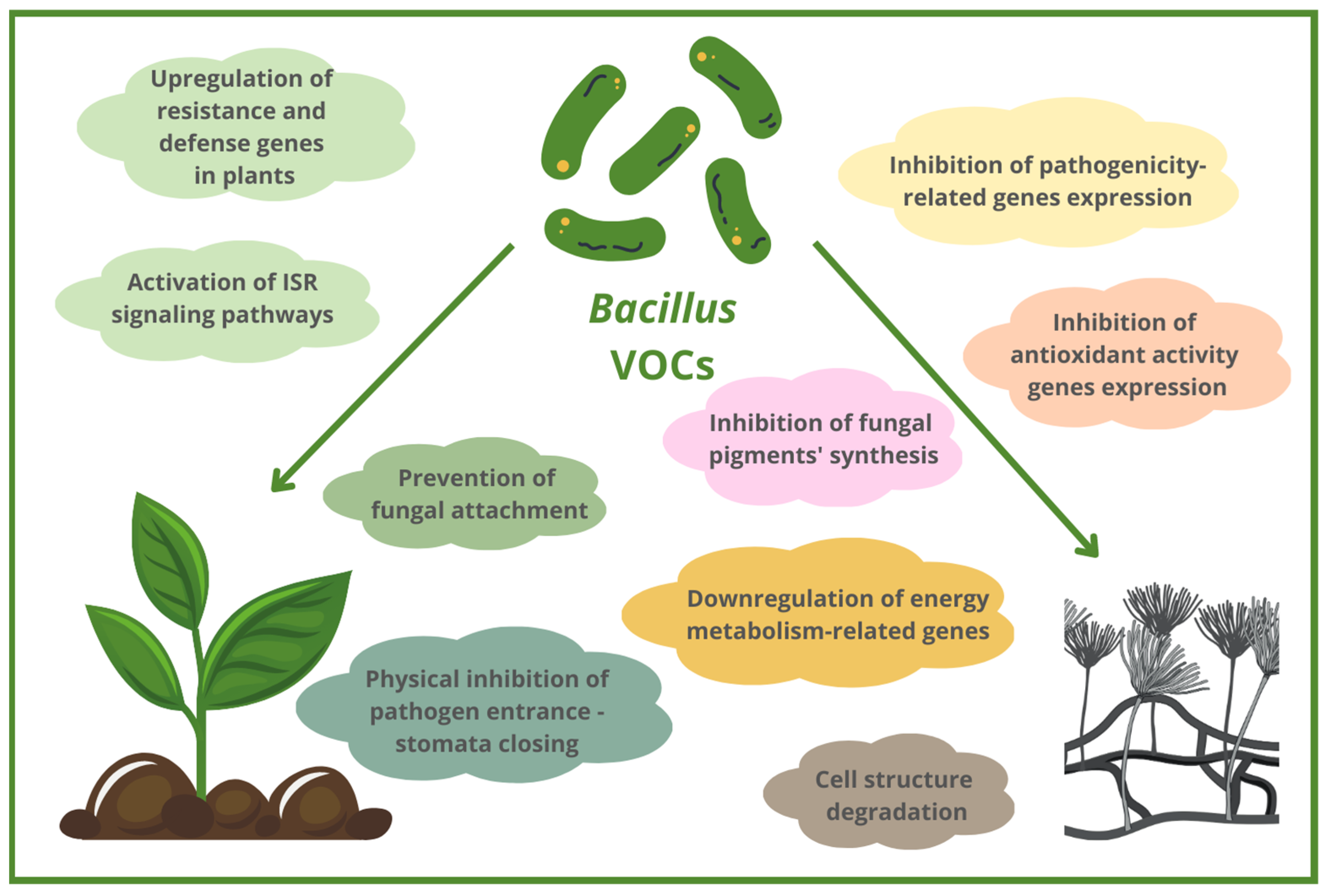 Bacillus VOCs in the Context of Biological Control