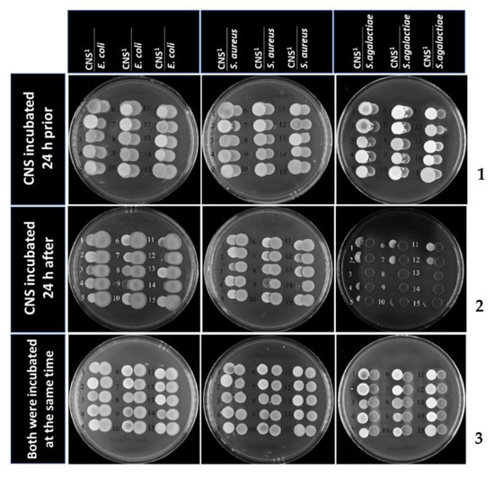 In Vitro Bacterial Competition of Staphylococcus aureus, Streptococcus ...