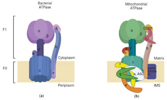 Inhibitors of ATP Synthase as New Antibacterial Candidates