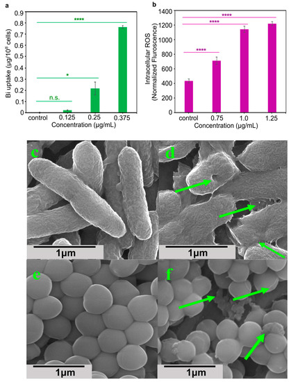 Broad-Spectrum Antimicrobial Activity of Ultrafine (BiO)2CO3 NPs ...