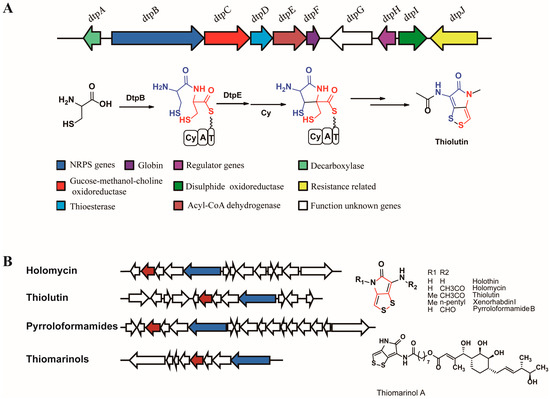 A Cysteine-Reloading Process Initiating the Biosynthesis of the ...